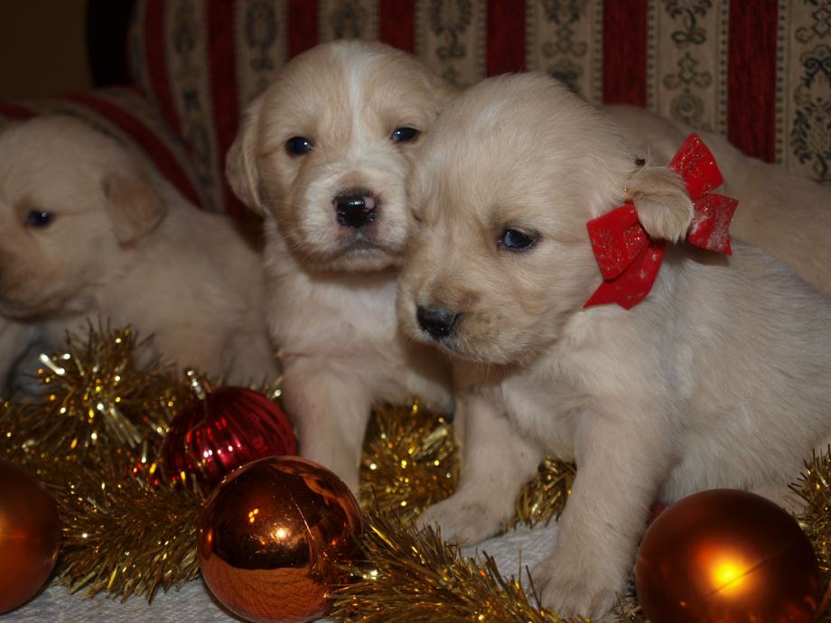 Zlatni retriver ( Labrador retriver ) štenci