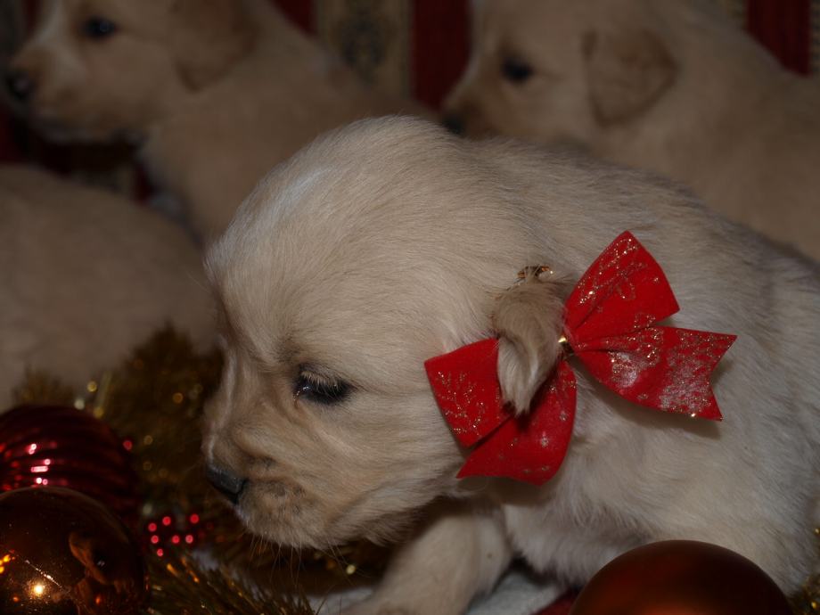 Zlatni retriver ( Labrador retriver ) štenci