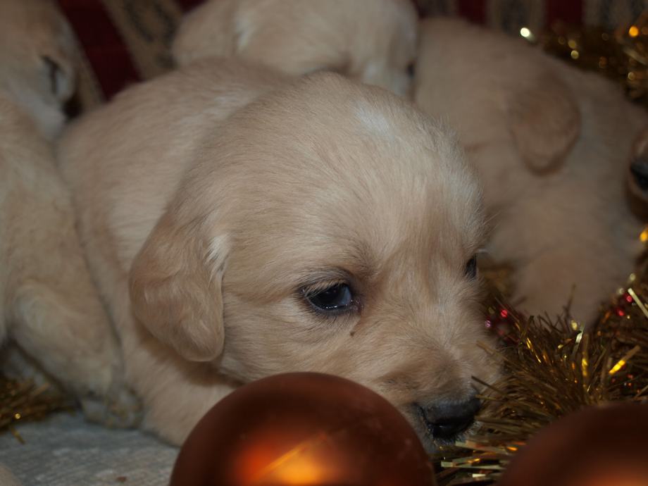 Zlatni retriver ( Labrador retriver ) štenci