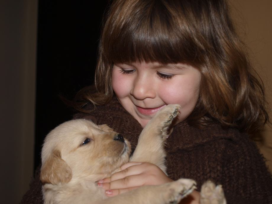 Zlatni retriver ( Labrador retriver ) štenci