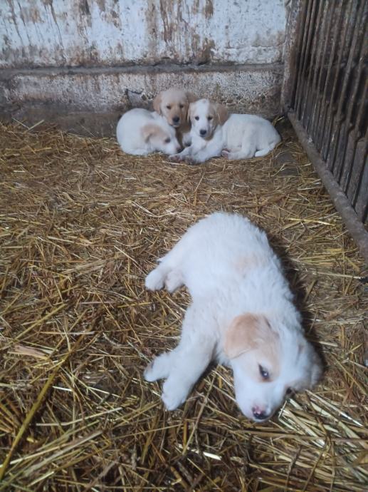 zlatni retriver-labrador