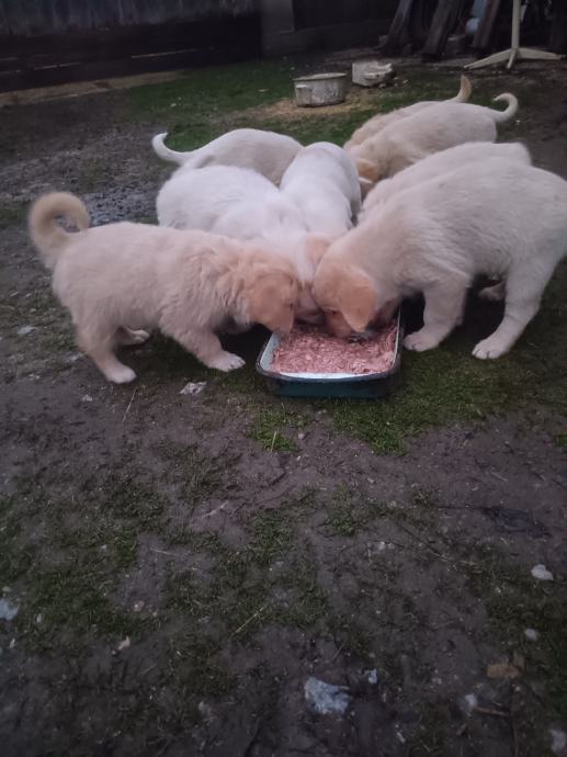 zlatni retriver-labrador