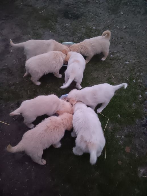 zlatni retriver-labrador