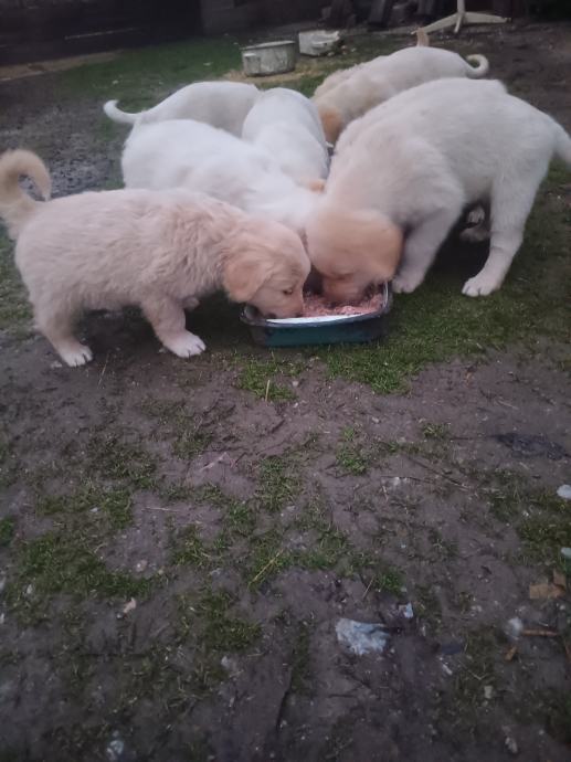zlatni retriver-labrador
