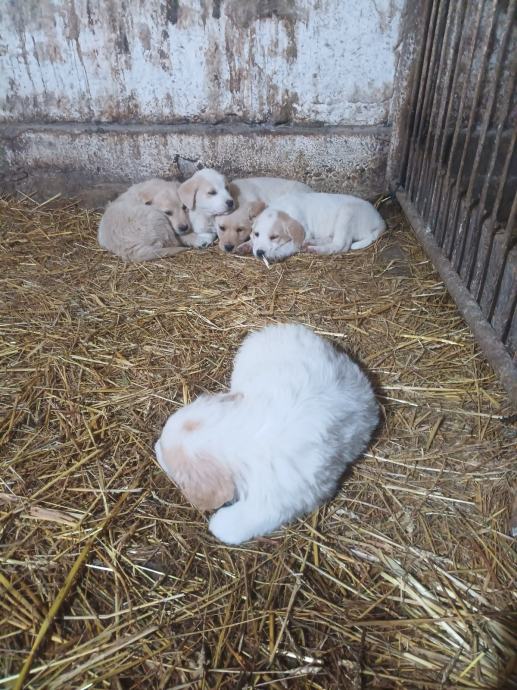 zlatni retriver-labrador