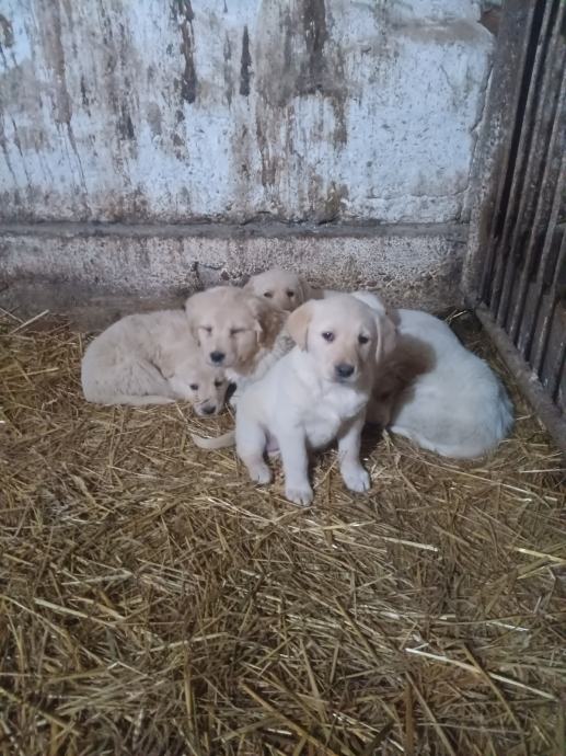 zlatni retriver-labrador