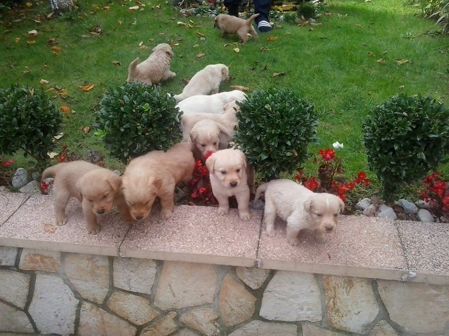zlatni retriver-labrador štenci