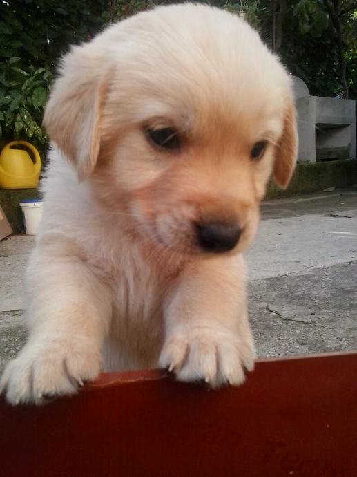 zlatni retriver-labrador štenci