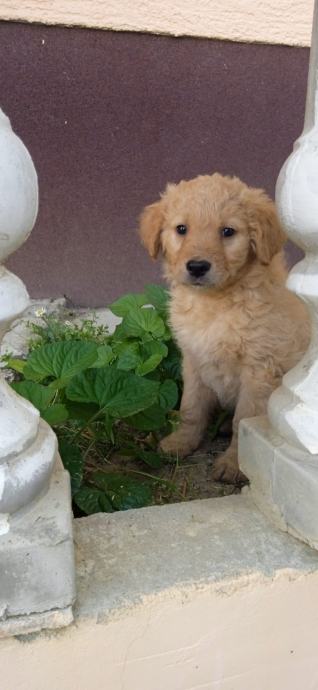Zlatni retriver muško štene