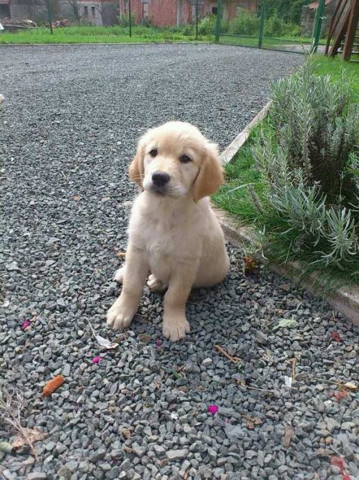 Zlatni Retriver štene