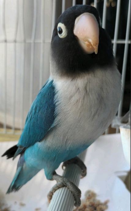 Afrička papiga Agapornis fischer.Jako lijepa,uredna,pametna.PULA