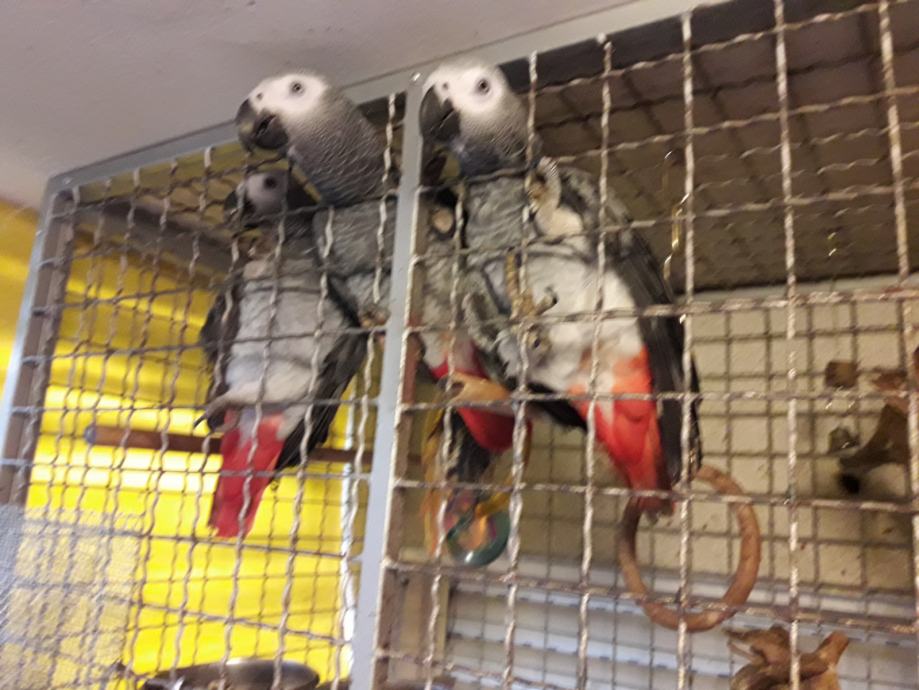 Afrički sivi papagaj (žako)