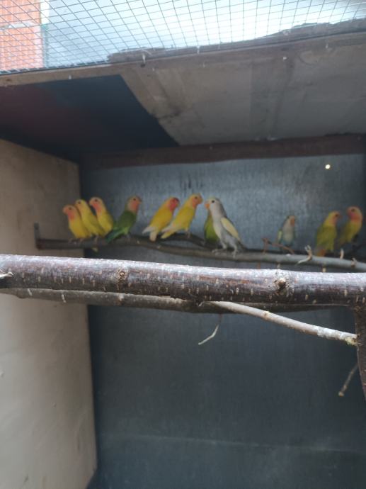 agapornis rozenkolis