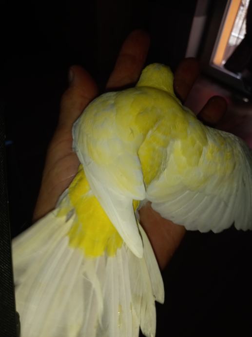 Albino pjevajuca papiga (zenka)