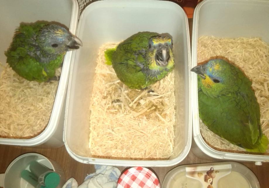 amazonika venezuela (radni par)