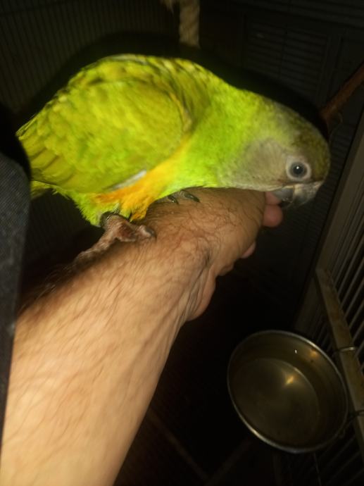 Plavo žute Are I Senegalske papige