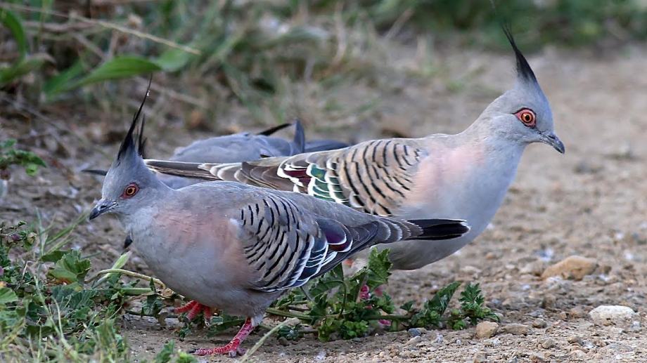 Australska čubasta grlica/golub