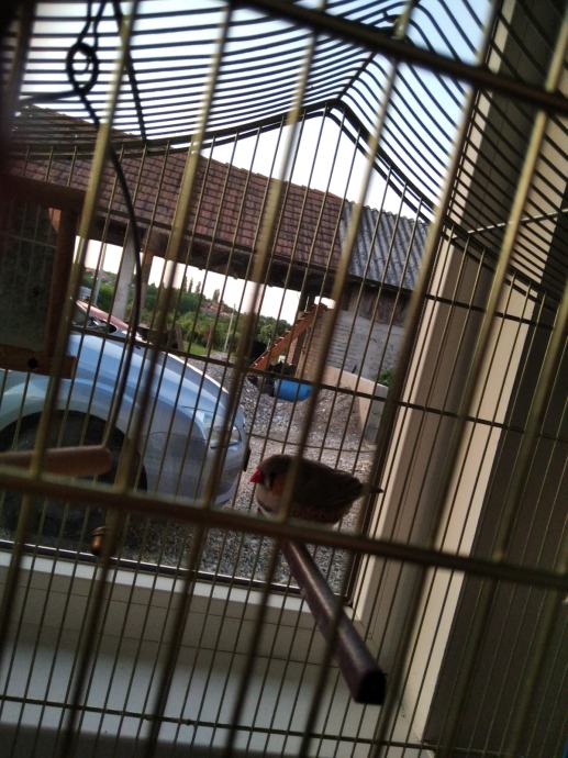 Australska zeba s kavezom