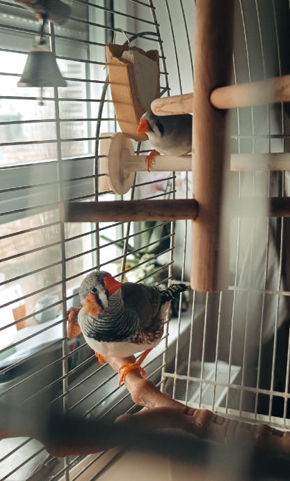 Poklanjam Australske zebe sa krletkom