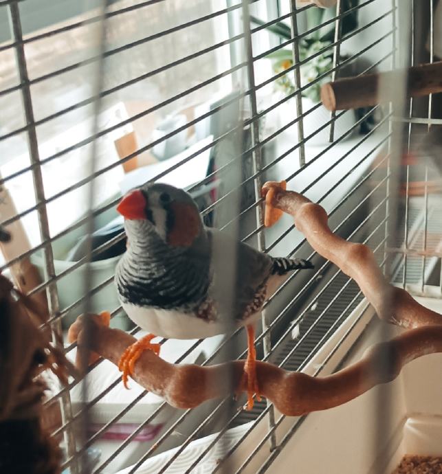 Poklanjam Australske zebe sa krletkom