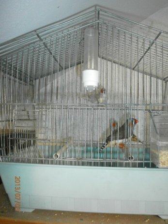 Australske zebe mlade