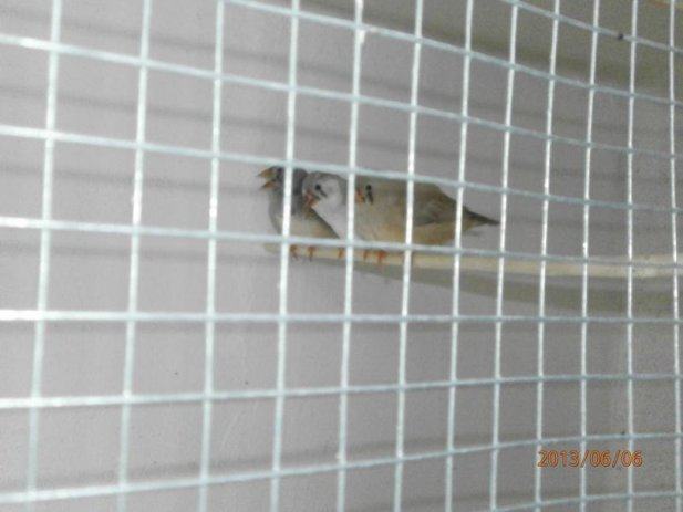 australske zebe radni par + mladi