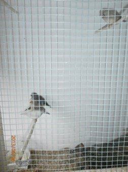 australske zebe radni par + mladi