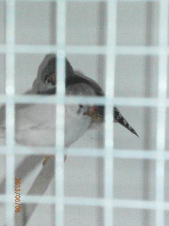 australske zebe radni par + mladi