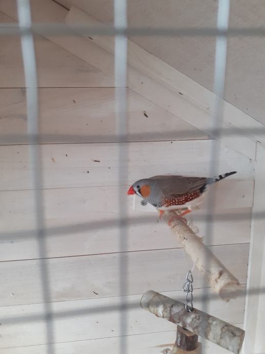 Australske zebe (zebice)