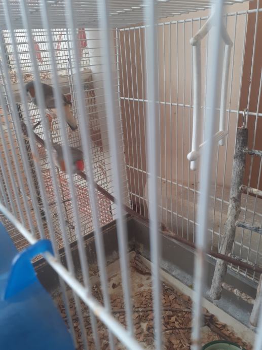 Australske zebe (zebice)