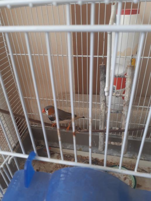 Australske zebe (zebice)