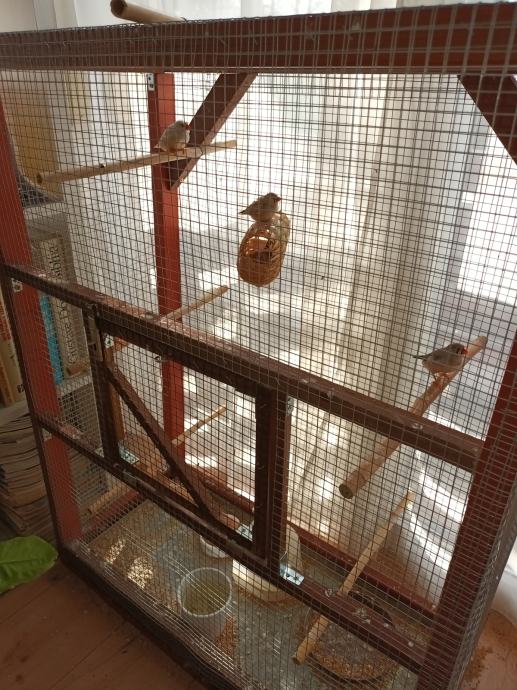 Australske zebe / zebice