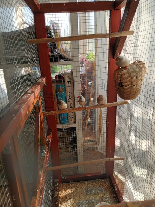 Australske zebe / zebice