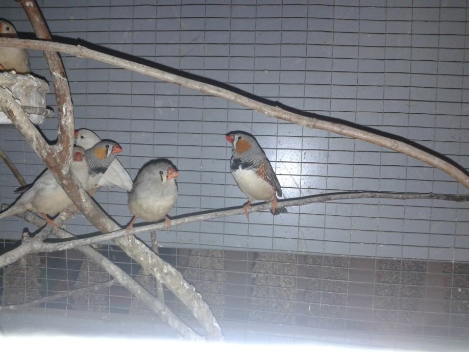 Australske zebice (Zebe)