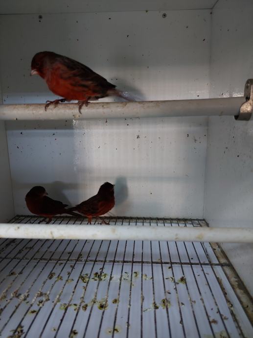 Prodajem kanarince žute i bakrene komad 200 kn