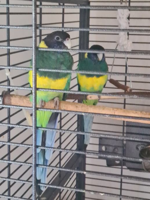 Bauer Kragnasti papagaj