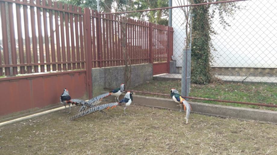 Dijamantni fazan - ŽENKA