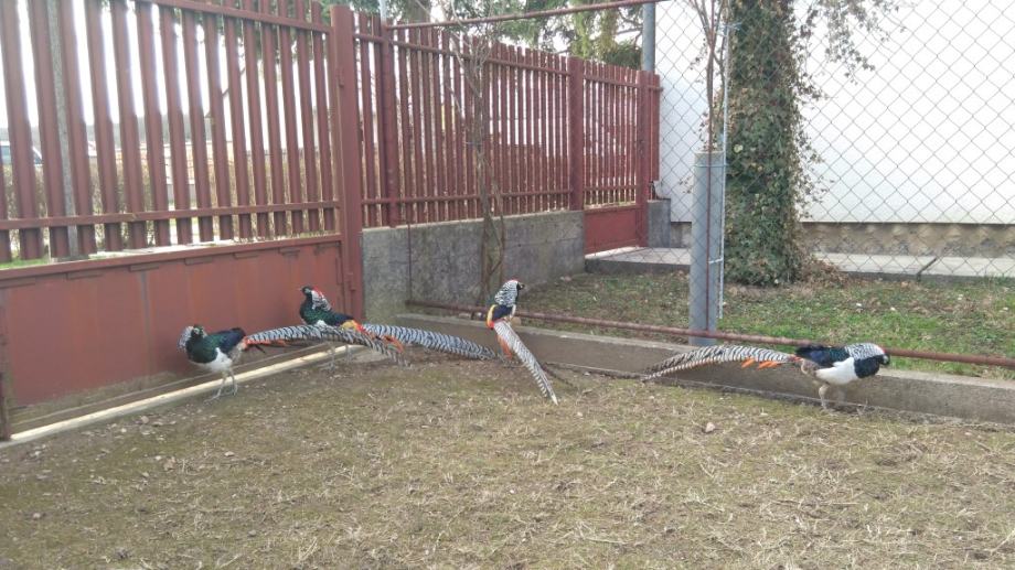 Dijamantni fazan - ŽENKA