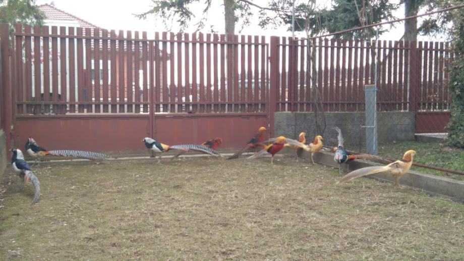 Dijamantni fazan - ŽENKA