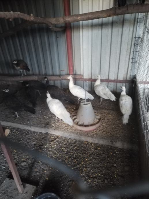 Fazani, grlice, patke