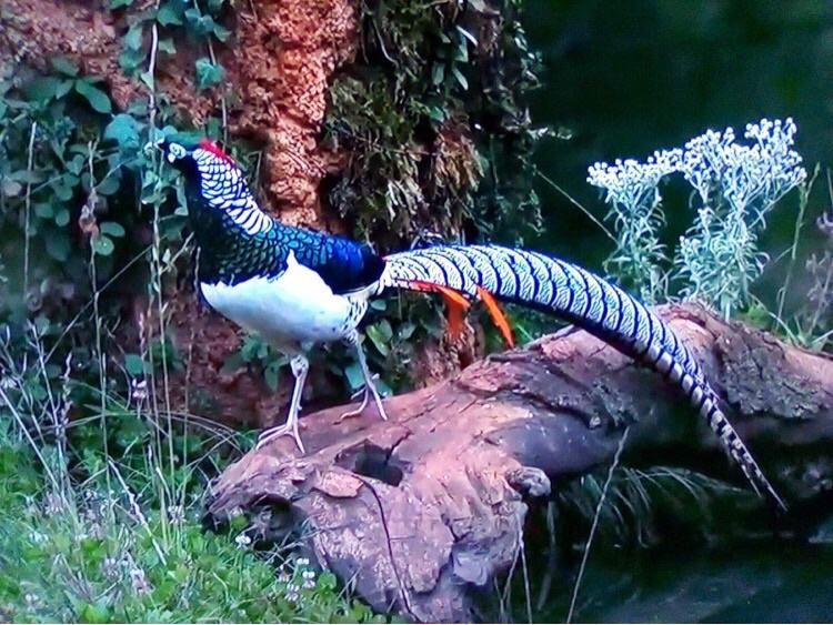 FAZANI PLATINASTI I DIJAMANTNI