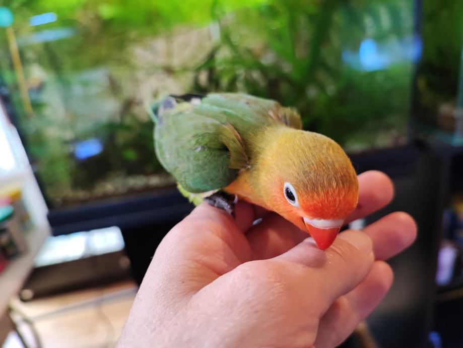 Fisher ljubavne papige