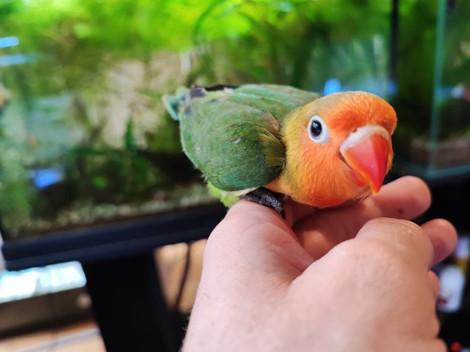 Fisher ljubavne papige