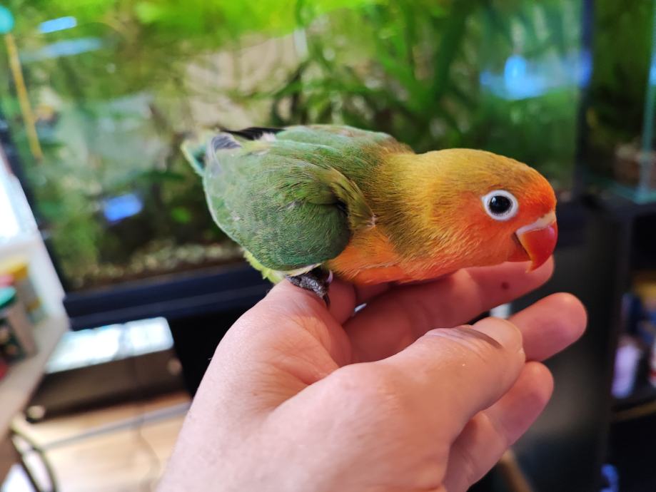 Fisher ljubavne papige