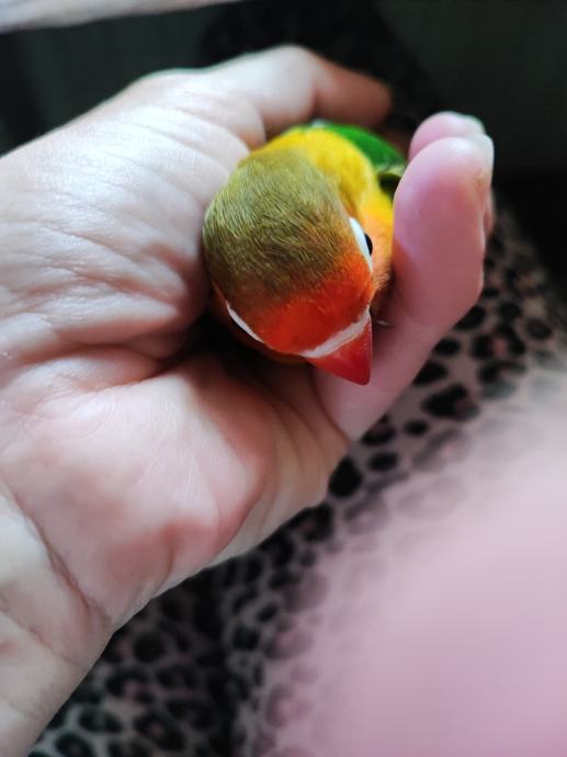 Fisher ljubavne papige