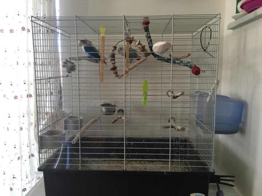 Fisher papige poklanjam