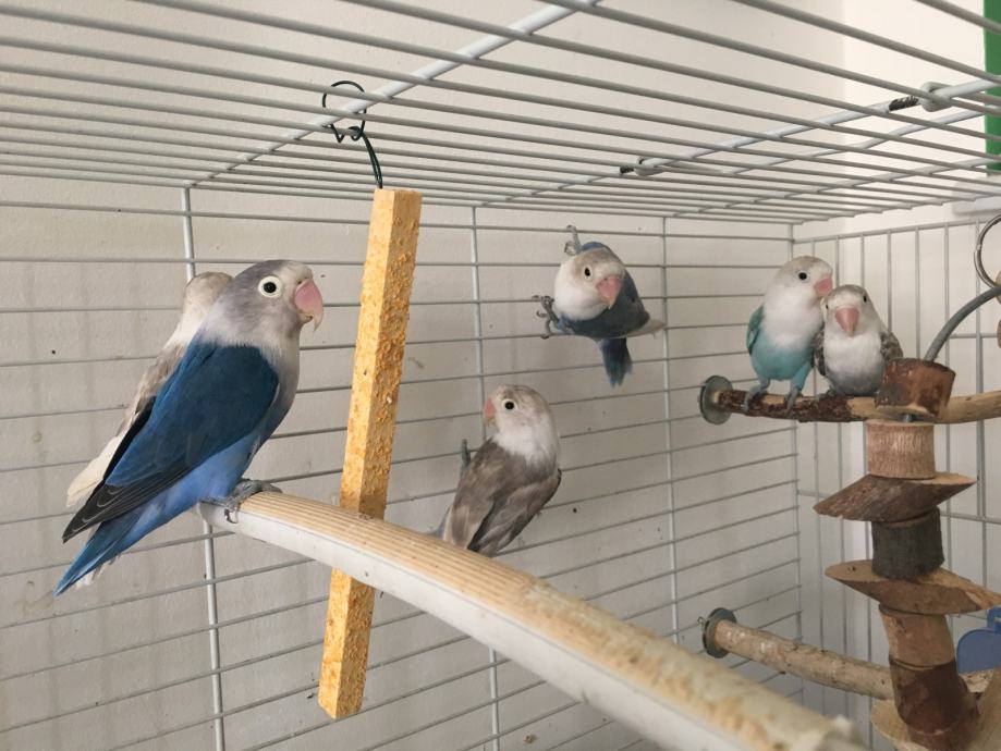 Fisher papige poklanjam