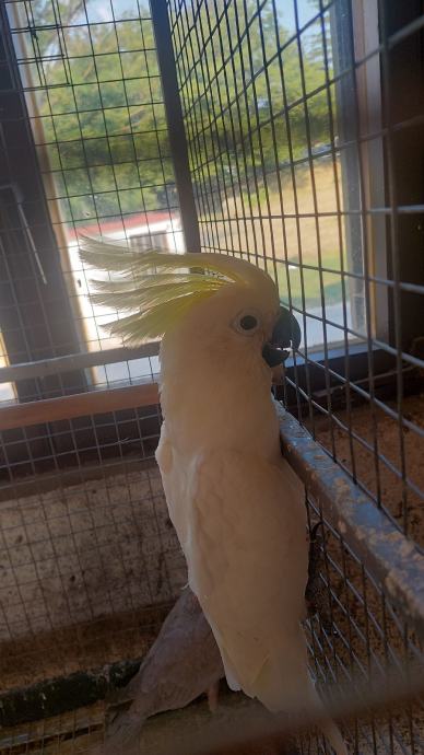 Galerita Eleonora papiga