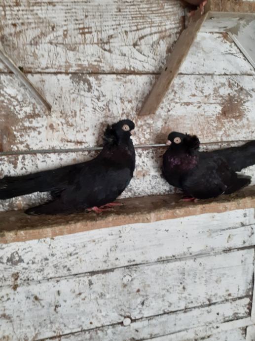 Golub zagrebački prevrtac