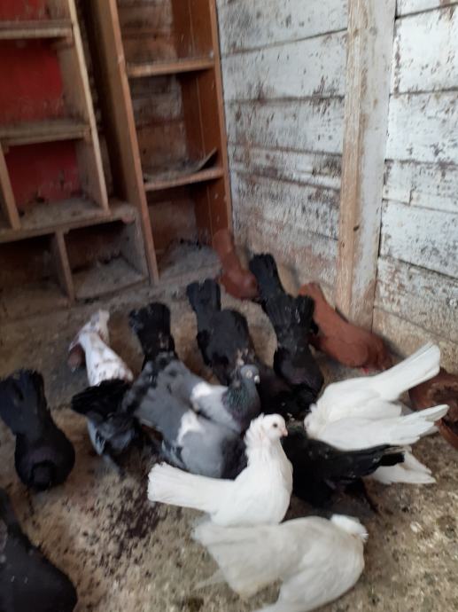 Golub zagrebački prevrtac